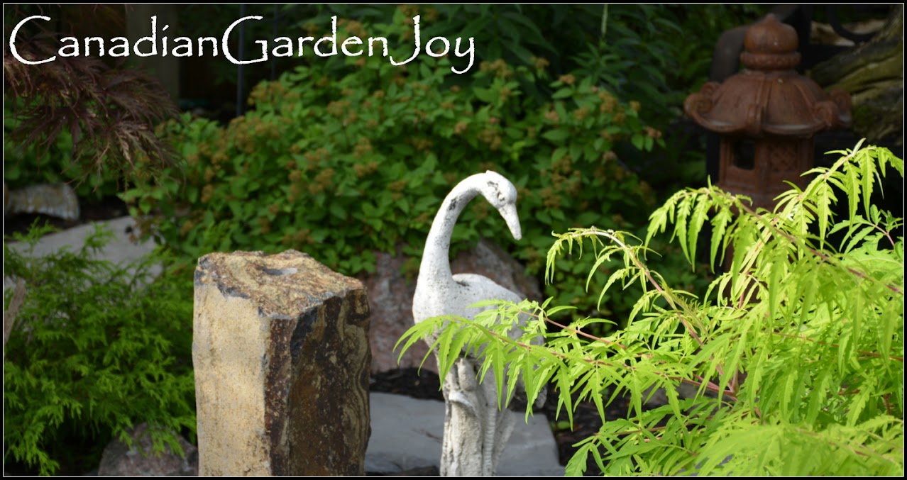 CanadianGardenJoy: Dark Green Pyramidal Yew Taxus x Media