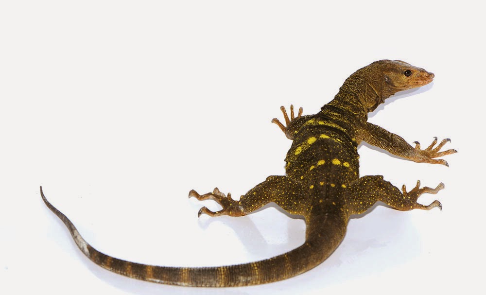 Jenis - jenis atau Macam - macam Varanidae / Varanus / Varanatic ...
