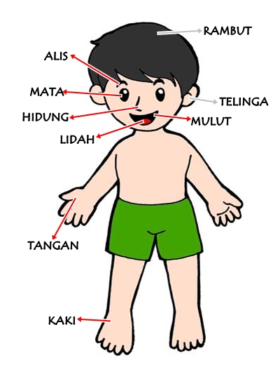 TBK NURUL HANIS : Anggota Badan