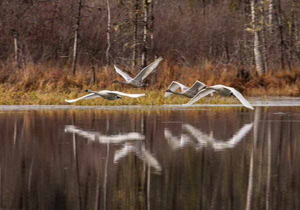 Birding Is Fun!: Big Bird