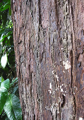 Forest Dweller: Field Trip - Segari Melintang Forest Reserved and Eco ...