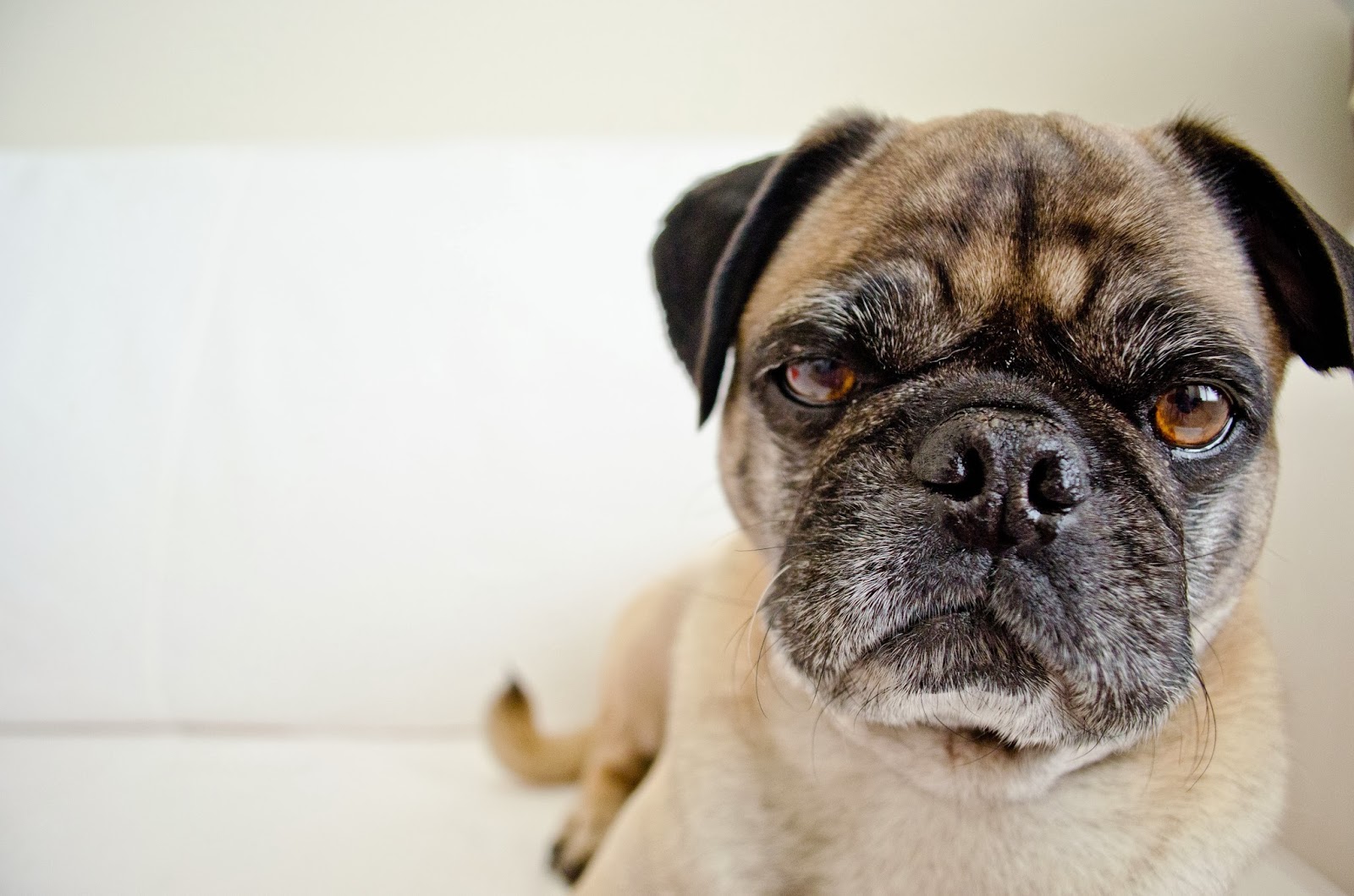 The Daily Distraction: Dog Portraits