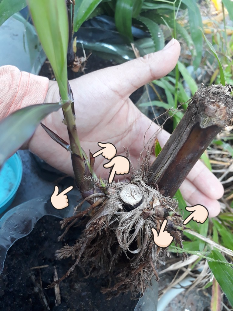 Healthy Nurul Beauty: New shoots from black sugar cane with dark ...