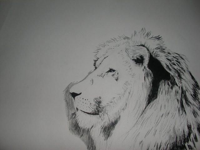 How to Draw/ Learn to draw/sketch: Lion pencil/pen Sketch