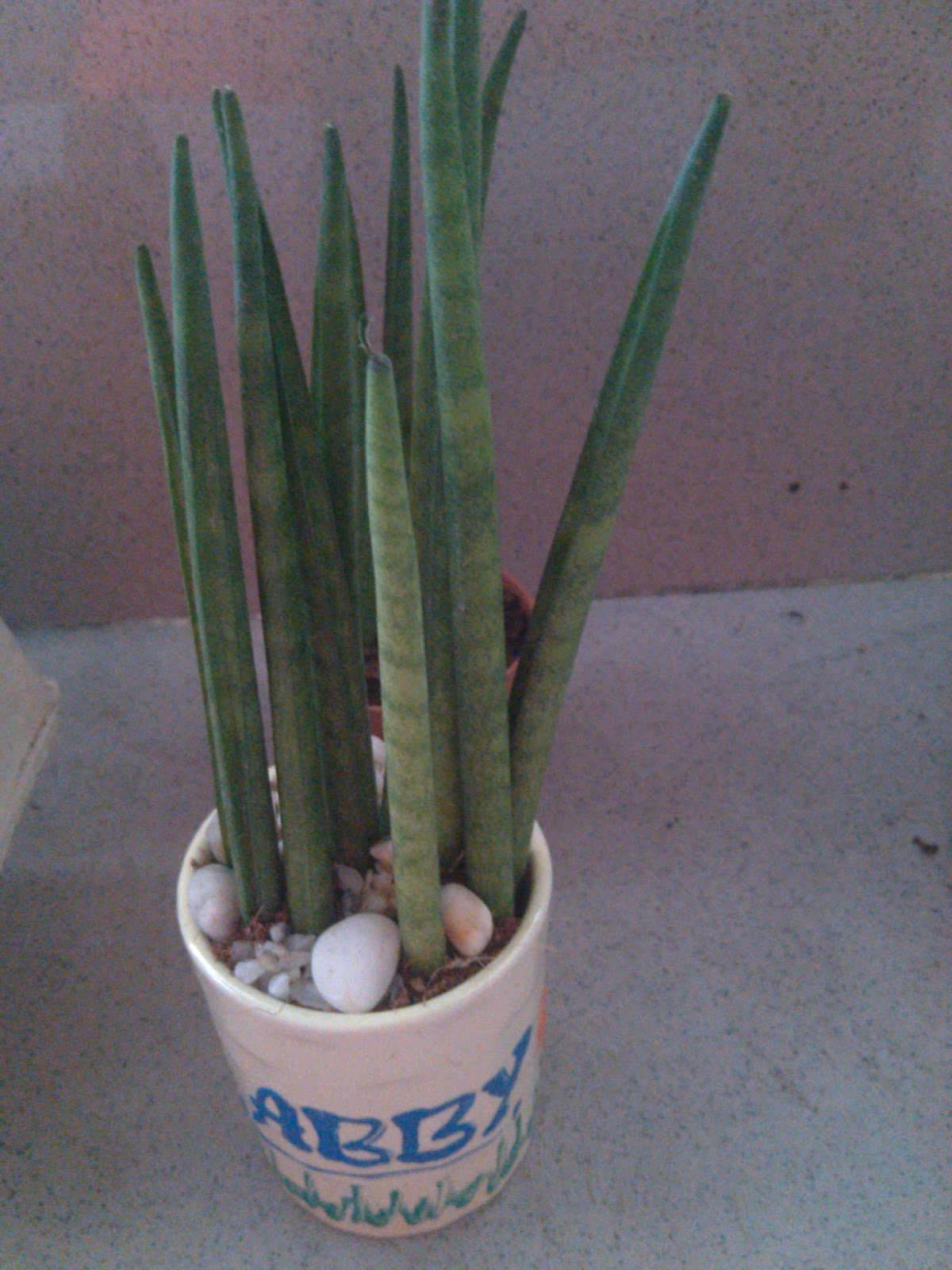 Miniature Plant Arrangements miniature-plant-arrangements