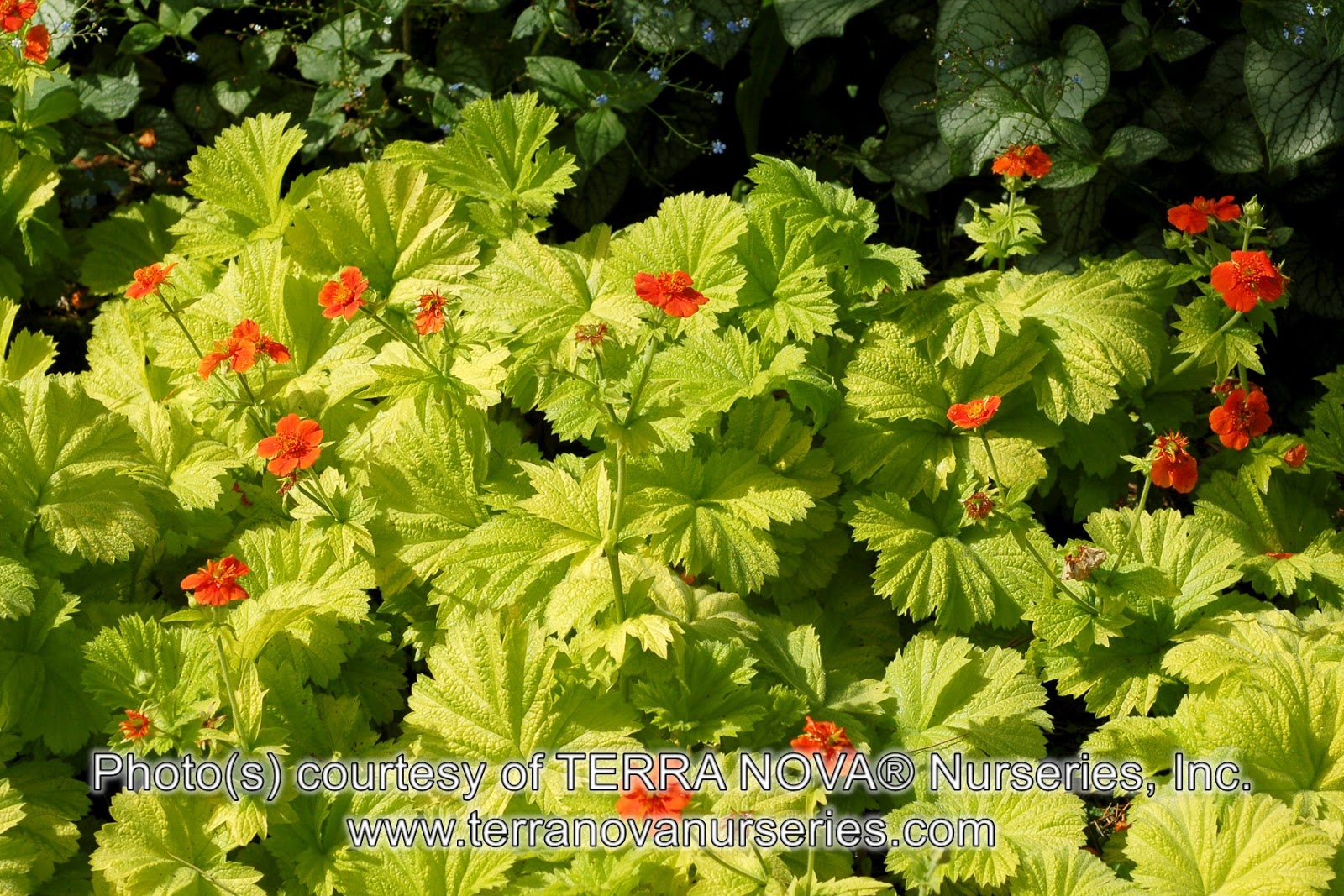 Confessions Of A Plant Geek: Garden Gems: Geum