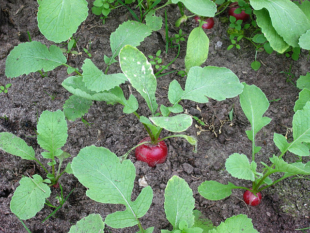 HOW TO GROW RADISH FROM SEED |The Garden of Eaden