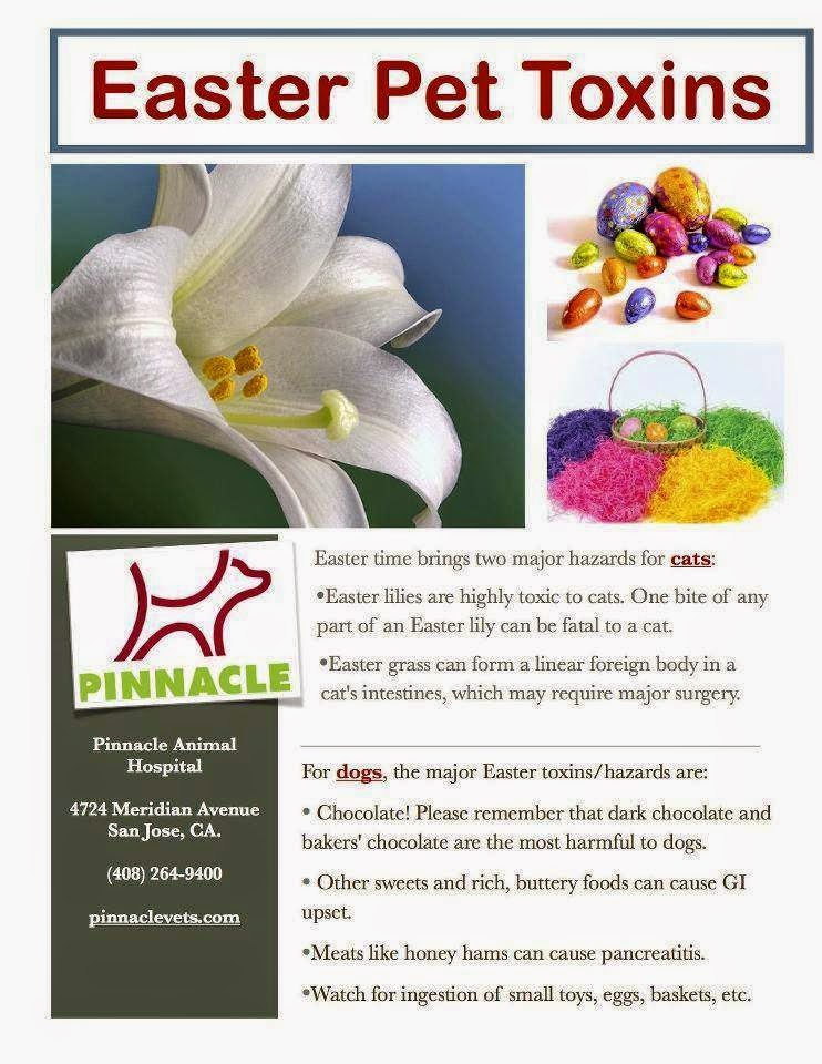 Jenn's Pet Health and Wellness: The Journey of a Pet Care Professional