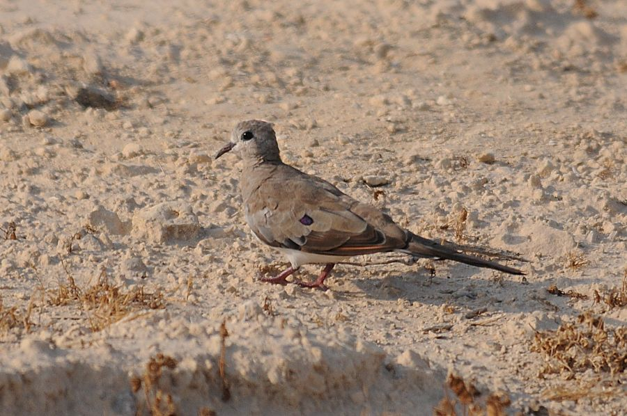 Birds of Saudi Arabia: Four Doves