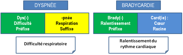 Terminologie Médicale : Définitions ~ Filière soins