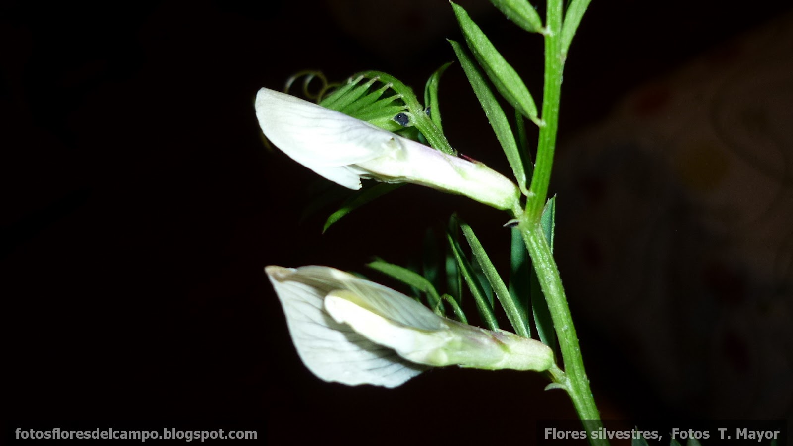 Flores y plantas silvestres: " Vicia lutea ". Arveja amarilla ...