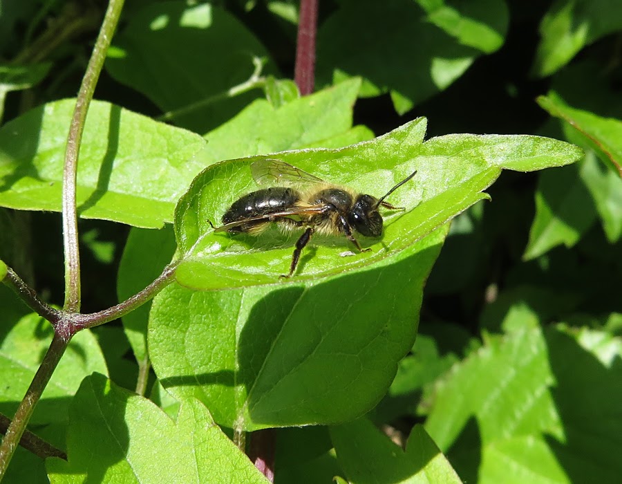 Port and Wey: Portland Insects A-B