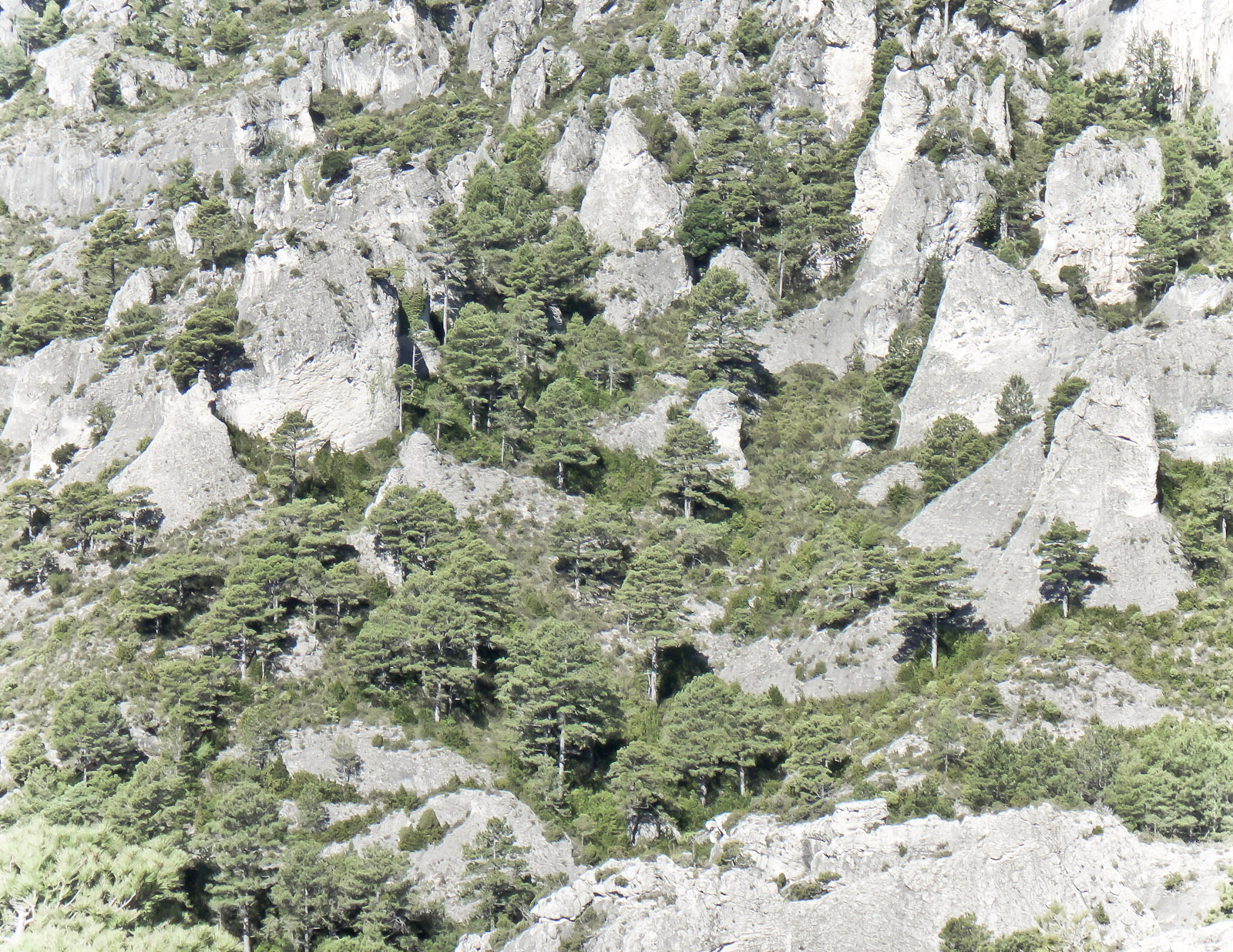 Natura i Medi Ambient: Hàbitats prioritaris: Pinars de Pi negral endèmic