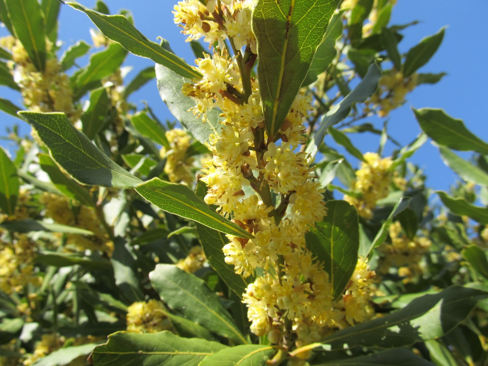 Cittaslow Botanik Park: DEFNE AĞACI VE HİKAYESİ