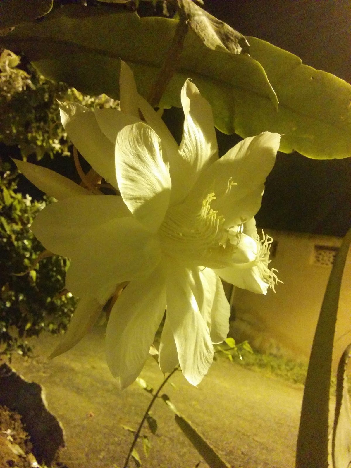 Garden Care Simplified: Fully Bloomed Brahma Kamal Flower Blooming from ...