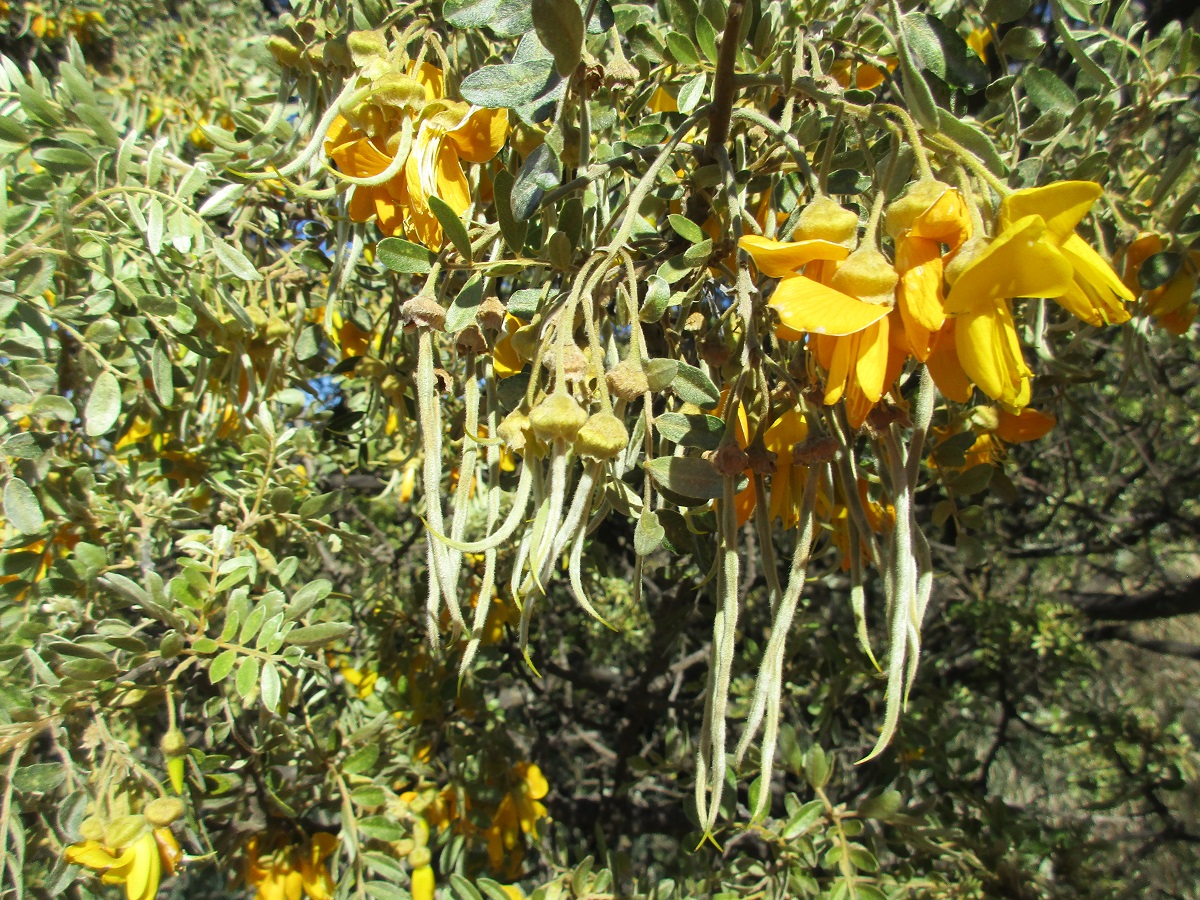 Heart and Sole: 9000 feet on Mauna Kea - Red Hill and the realm of the ...