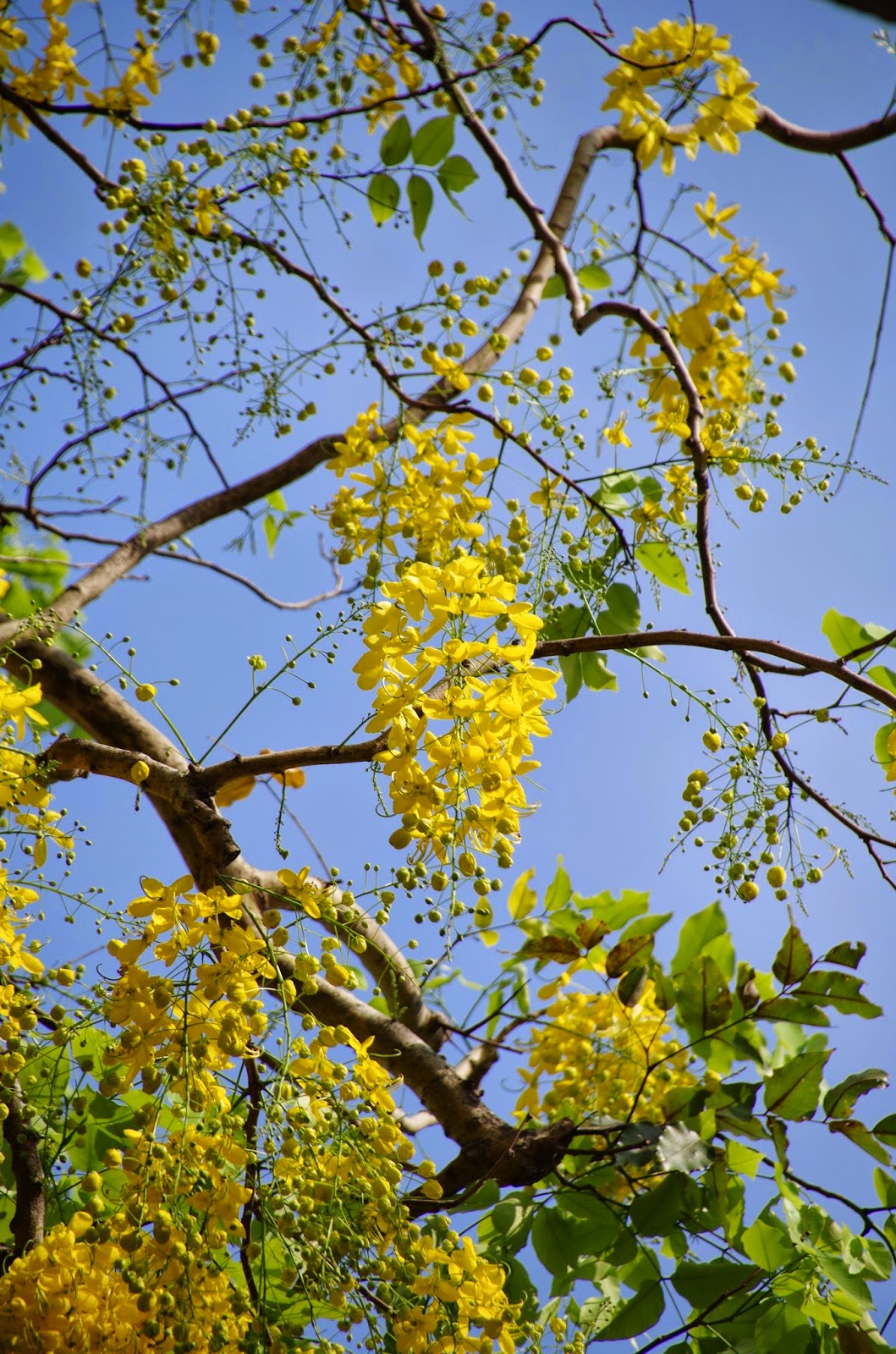 Trees and Plants: Cassia Fistula I