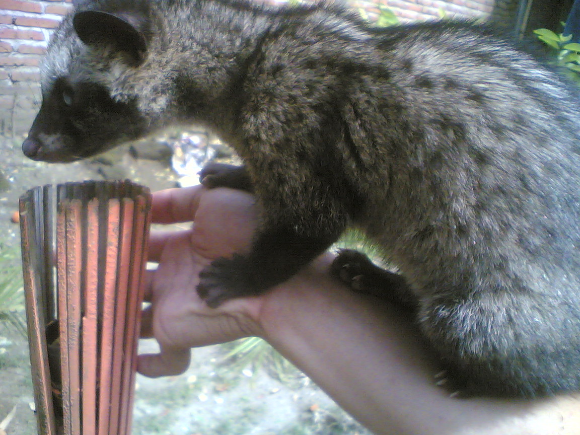 Musang (Asian Civet Cat) ~ KNOWLEDGE