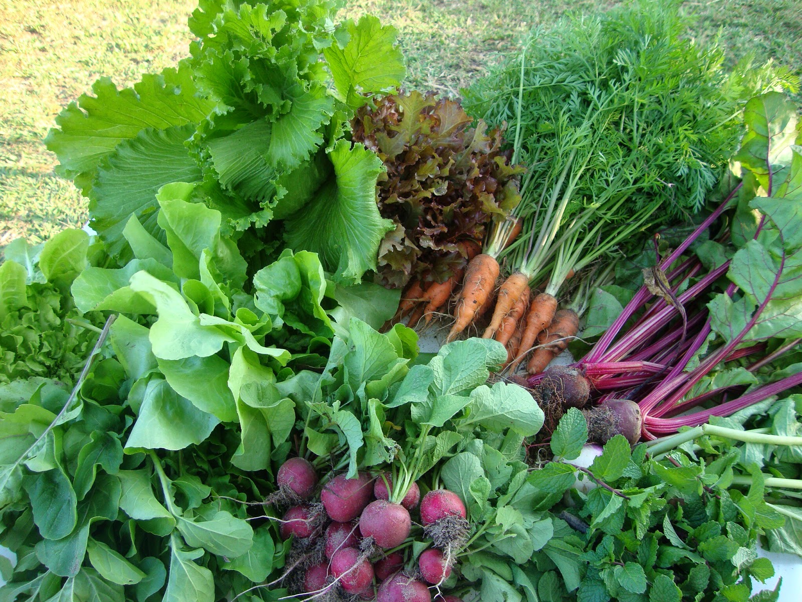 Curso de Agricultura Natural: AULA 15 - Texto de apoio