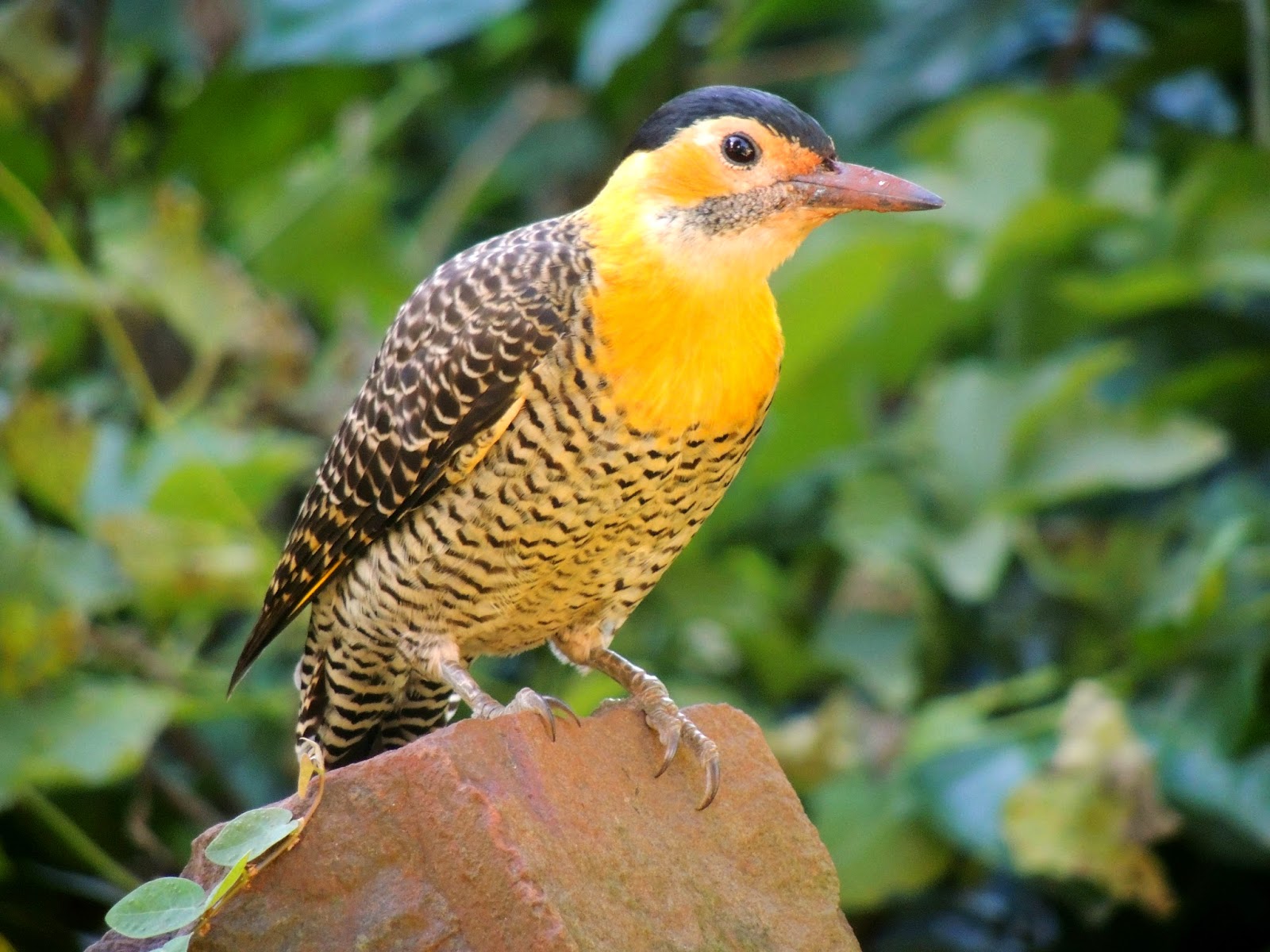 Amanda no País das Maravilhas: Colaptes campestris (Pica-pau-do-campo)
