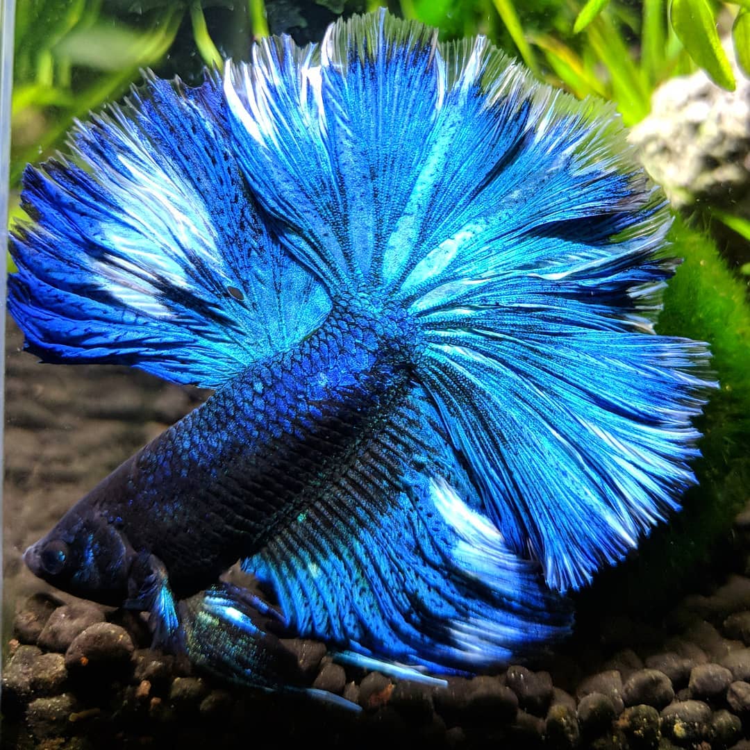 Knowing All Types Of Betta Fish - By Tail, Pattern And Color With Photo ...