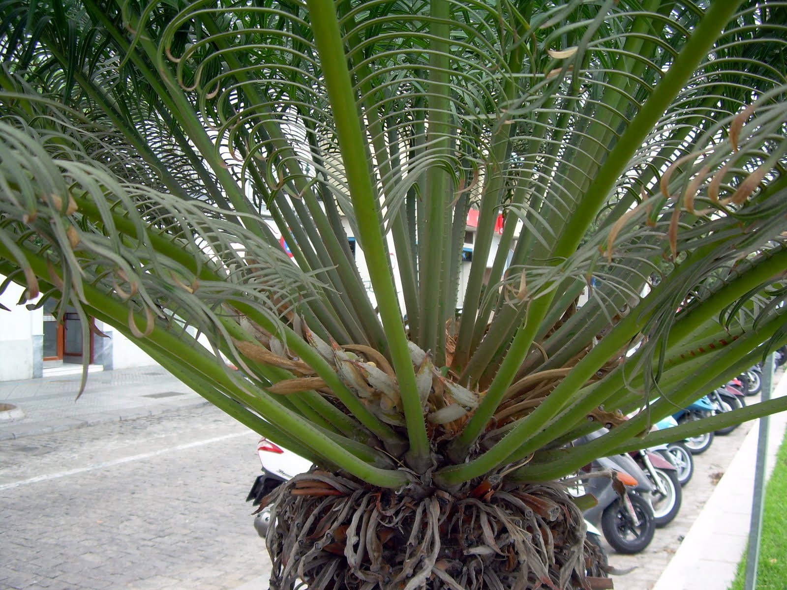 Taxonomia Plantae no Magnoliopsida: Phylum Tracheophyta Clase Cycadopsida