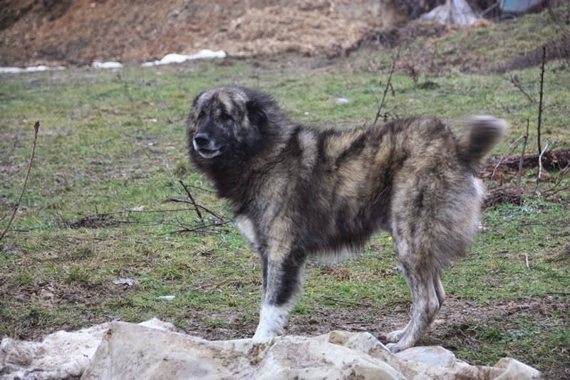Predator Friendly Ranching : Macedonia Part 3: The Shepherd's Dogs