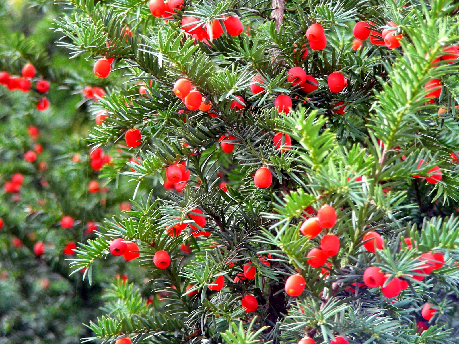 OAZA ZIELENI: Iglaki do cienia