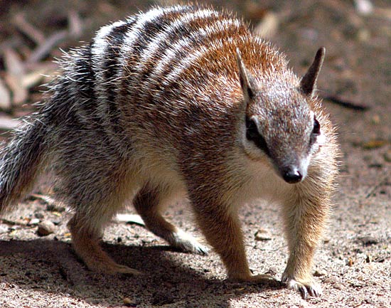 The Numbat | Cute Animal Amazing Facts & Photos | Animals Lover