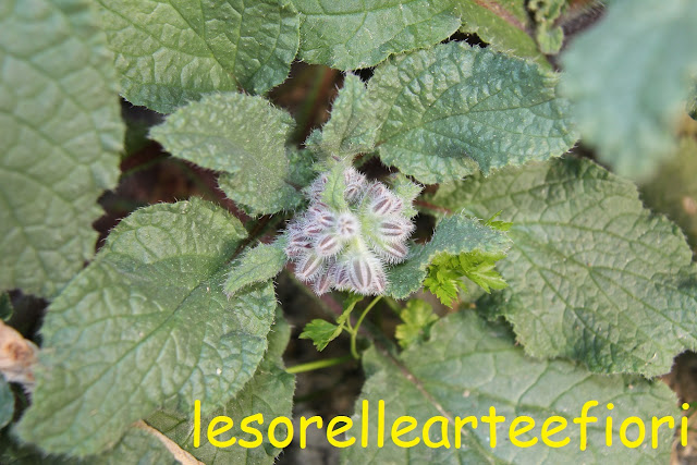Lesorellearteefiori: Borago Officinalis (Borragine)