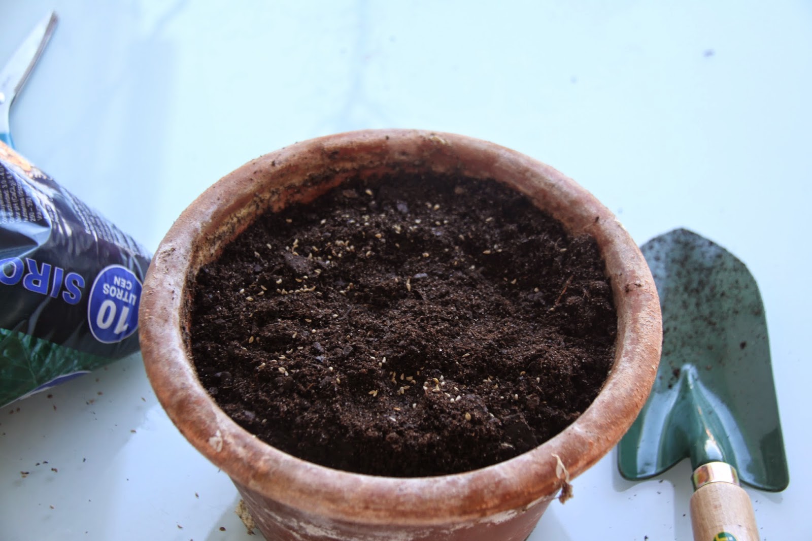 Um jardim para cuidar: Recuperar o terraço após o verão