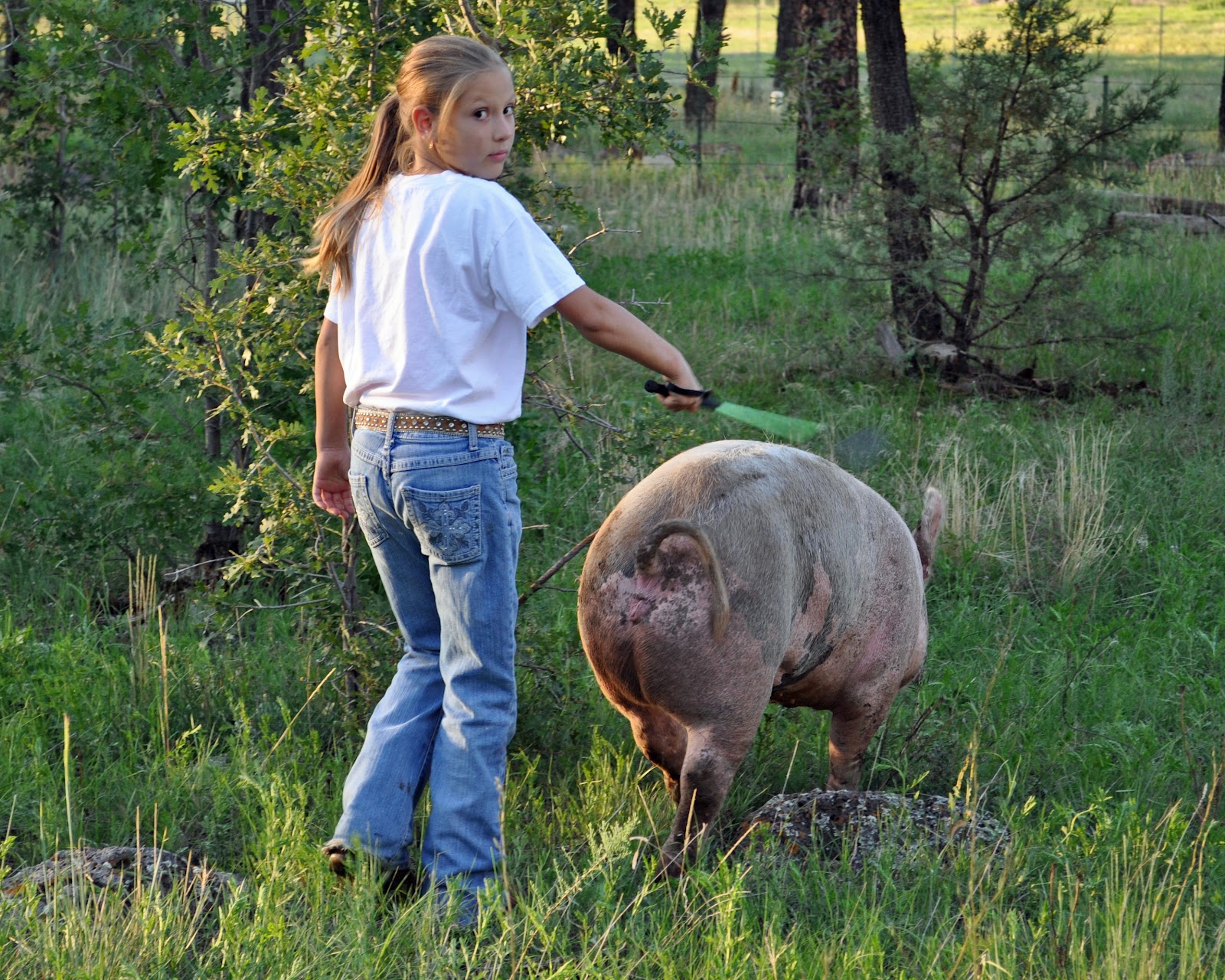 Wranglers and Ribbons: Hog Scratchin'