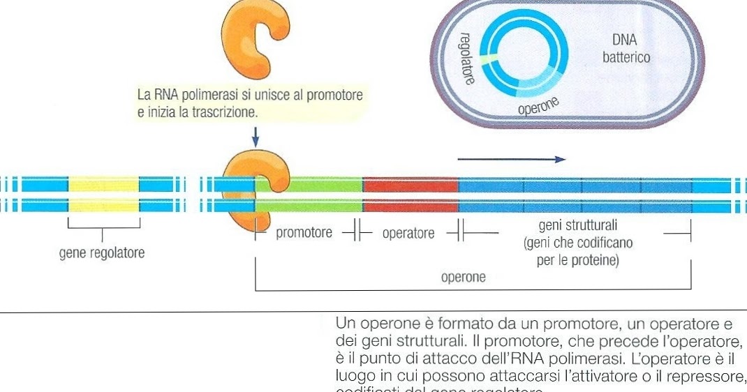 Appunti e spunti di scienze: Regolazione genica procariote: trascrizione
