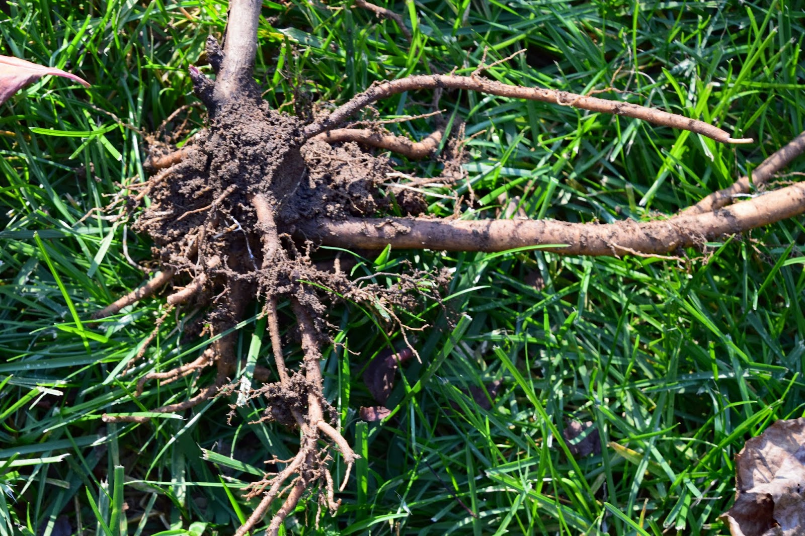 Southern Peony: 2018 Transplanting My First Tree Peony