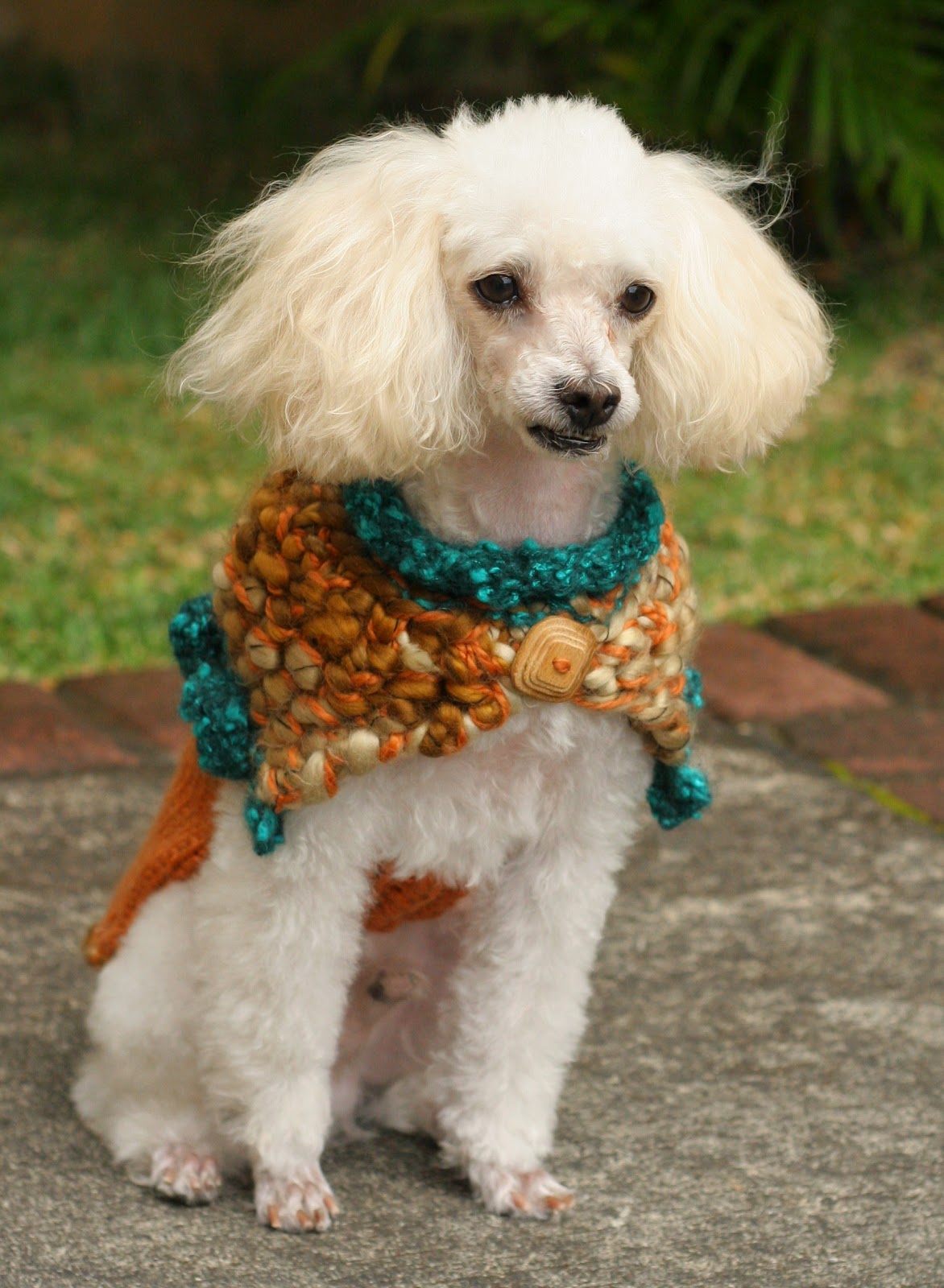 I love you, poodle.: A poodle and his sweaters.