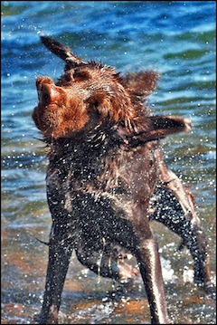 Fran Jurga`s Hoofcare + Lameness: Two shakes of a dog's tail: Gyro ...