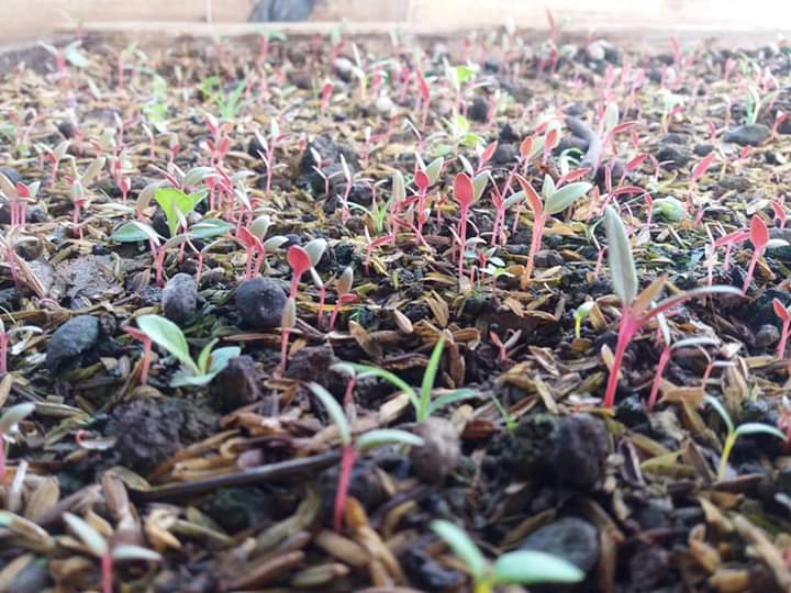 Tips Dan Trik Cara Semai Bunga Celosia - Landasan Petani