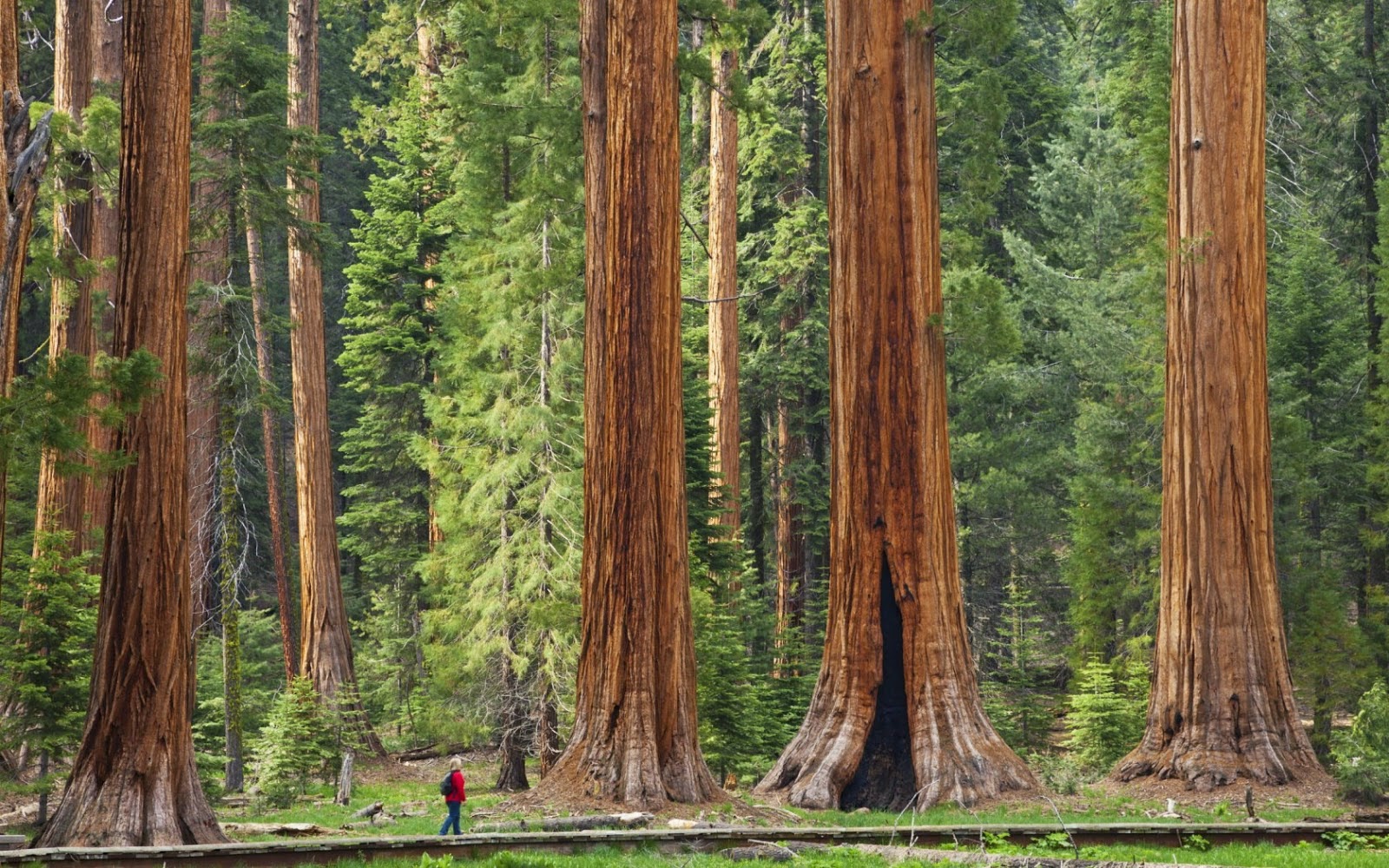 Los hermosos bosques de secuoyas gigantes en California - Las Mejores ...