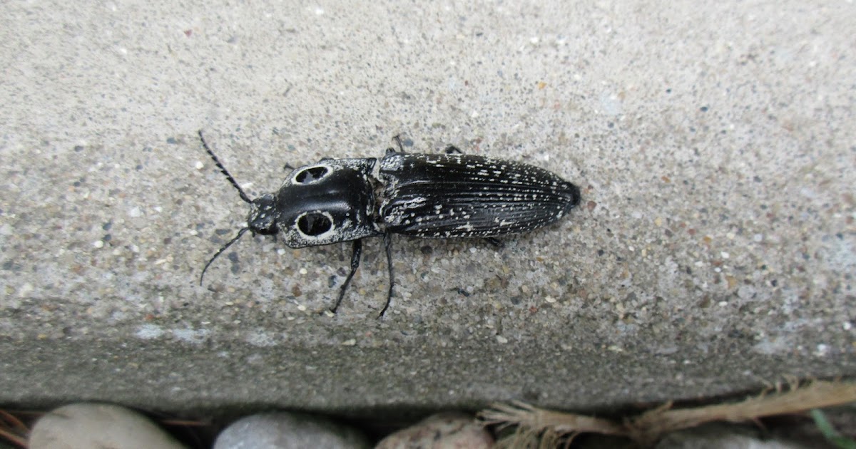 Murray & Candace's Adventures: Eastern-eyed click beetle...