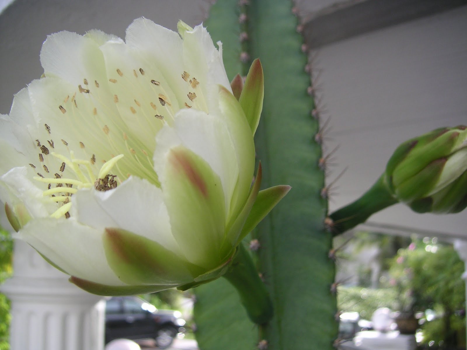 My Blog!: Bunga Kaktus