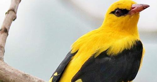 Indian golden oriole | Birds of India | Bird World