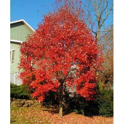 Red Maple Tree Seeds - Seed Buys
