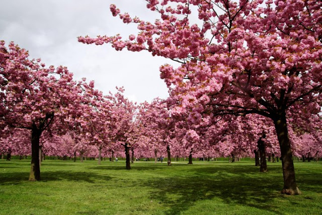 My Blue Space : The Favorite Flower Of Japanese