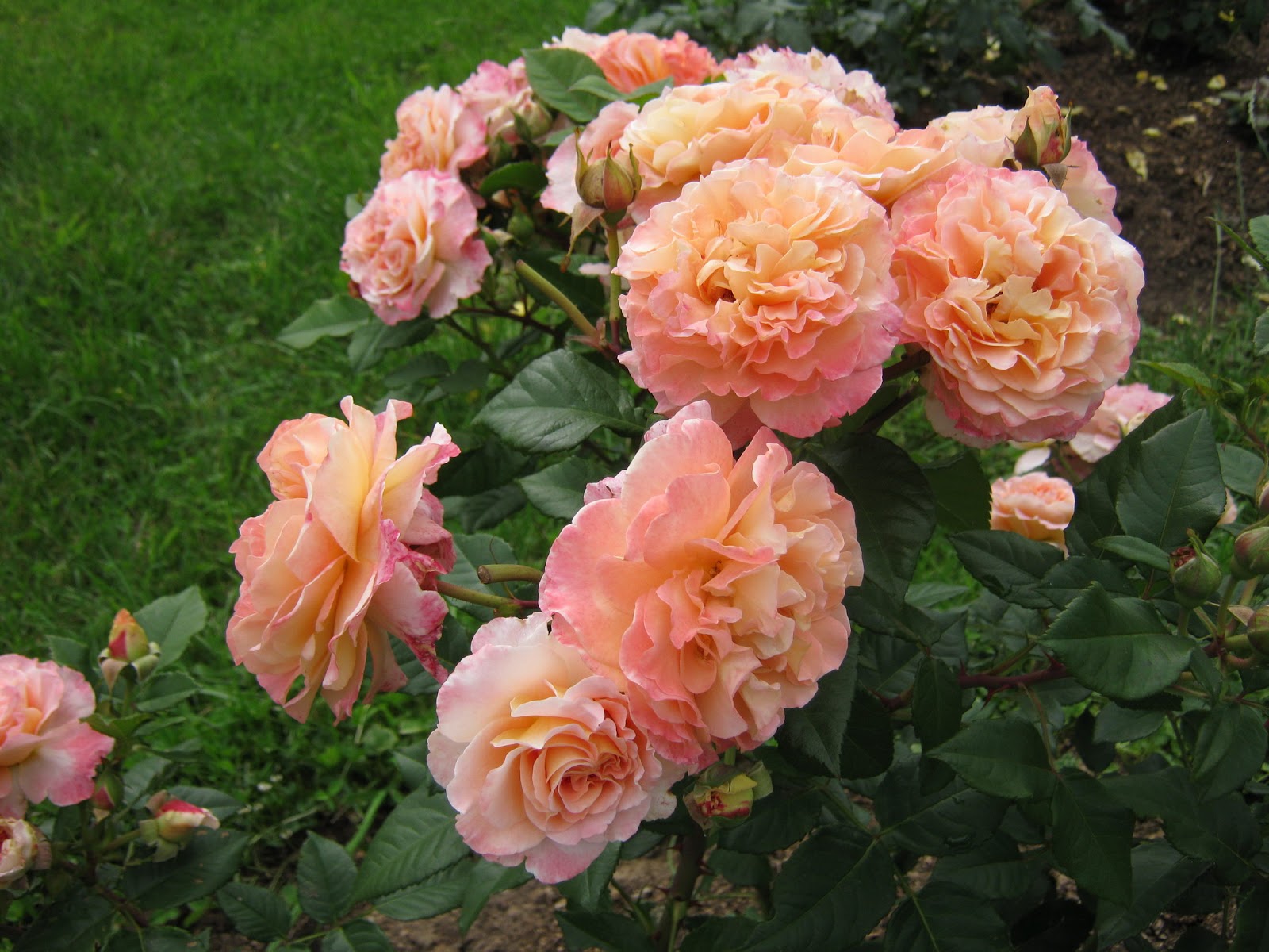 Гнездо Норной Совы: Совершенно-летнее: Faby Reilly - Wild Roses Collection