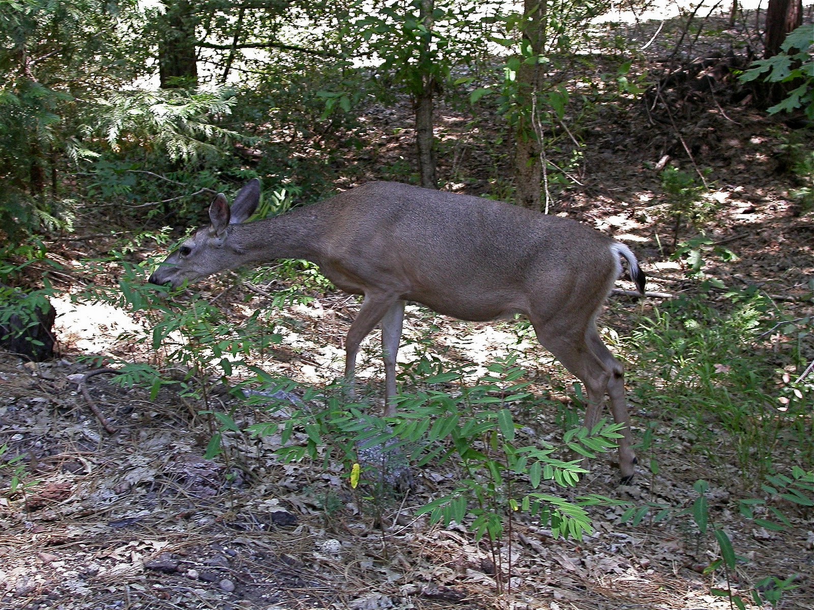 El blog de Javier Atrio: California I: Yosemite & Sequoia National Park