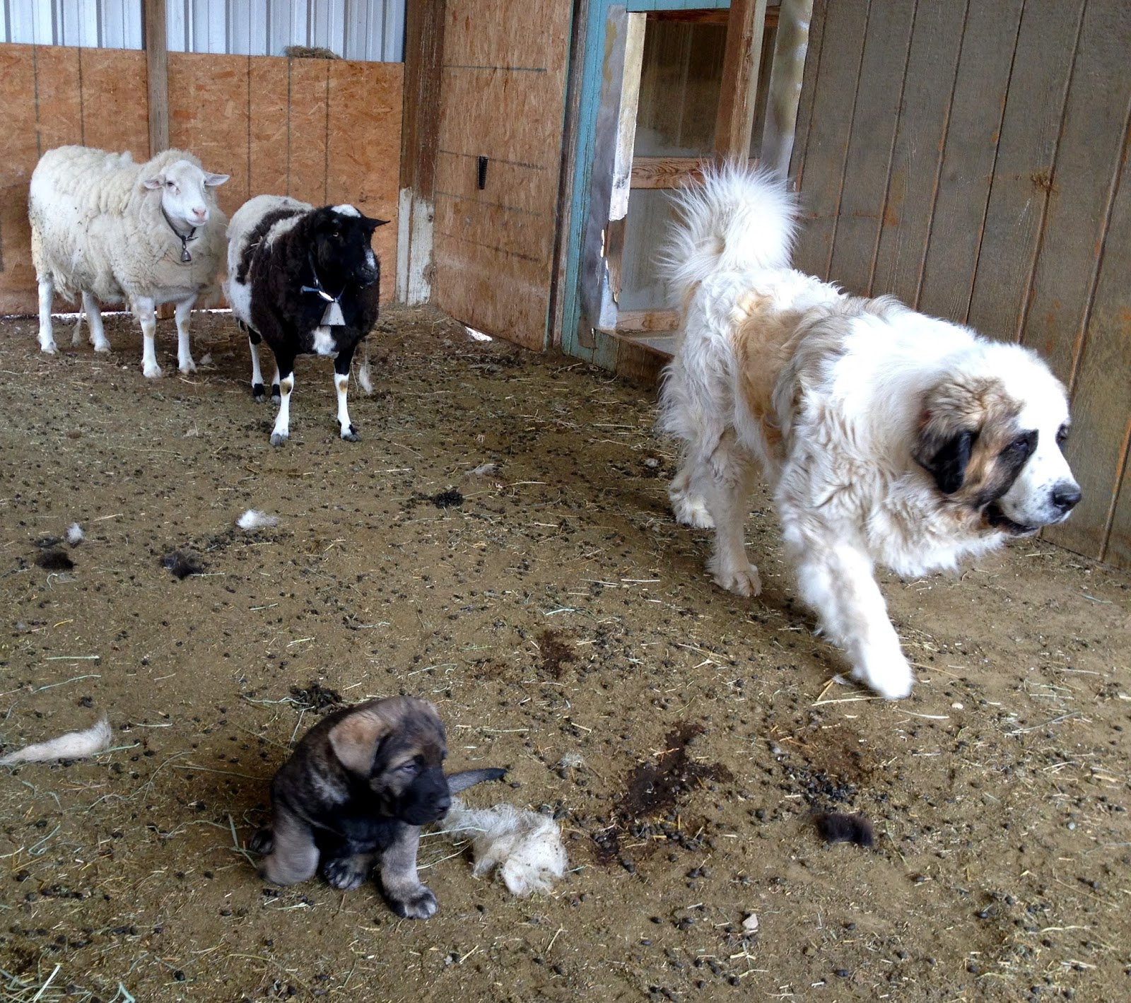 LIVESTOCK GUARDIAN DOG BLOG: Livestock Guardian Dog Grooming Tips for ...