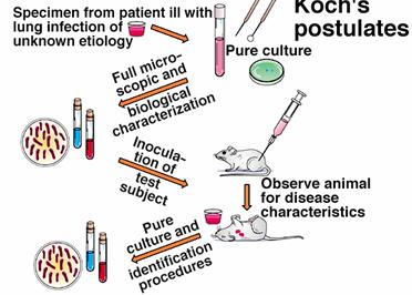 Patrick von Stutenzee's History Blog: Robert Koch: With System Against ...