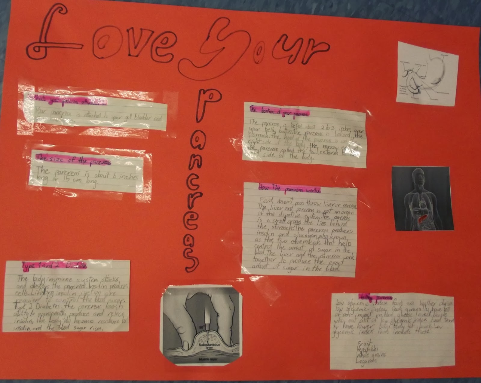 Room 13: Organs of the Human Body Science Projects - Grade 5