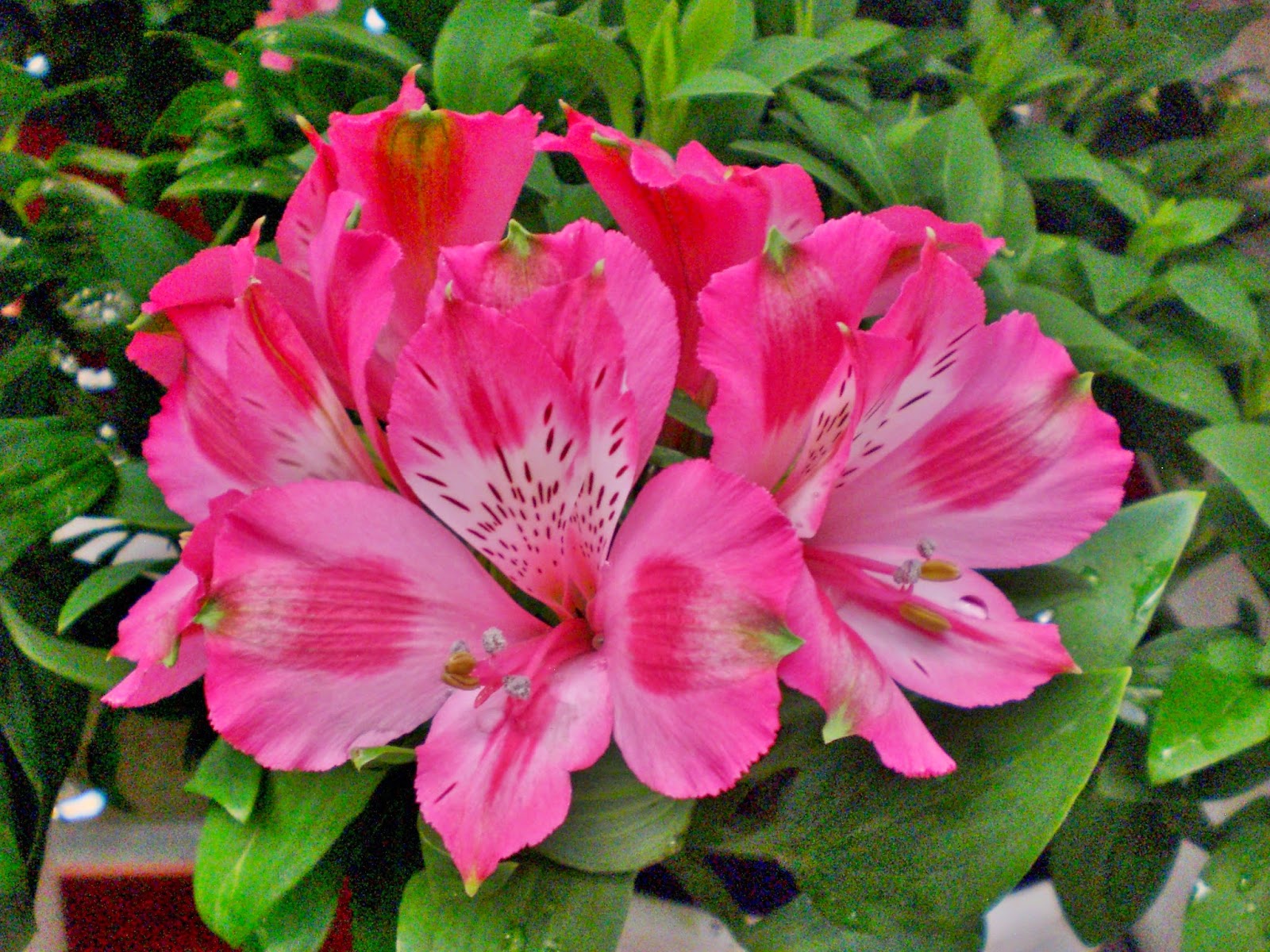 Alstroemelia o Astromelia rosada | Flores colombia