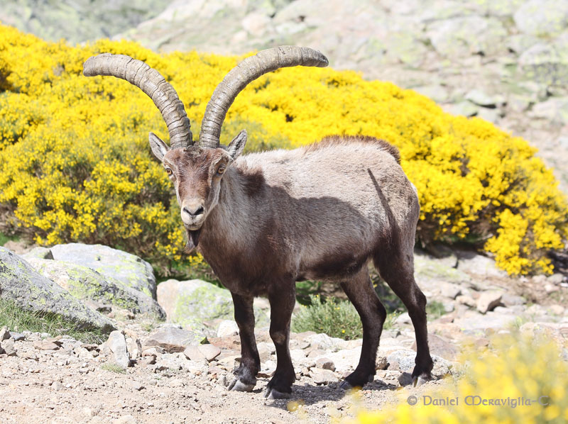 Fotos de aves by Loro: Cabra Montés (Capra pyrenaica victoriae)